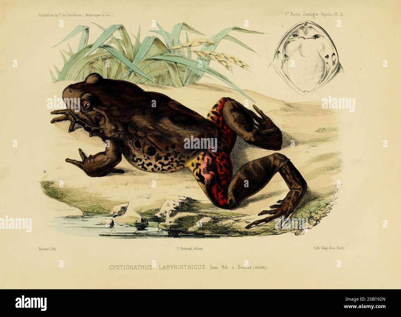 Frogs skeletal structure hi-res stock photography and images - Alamy