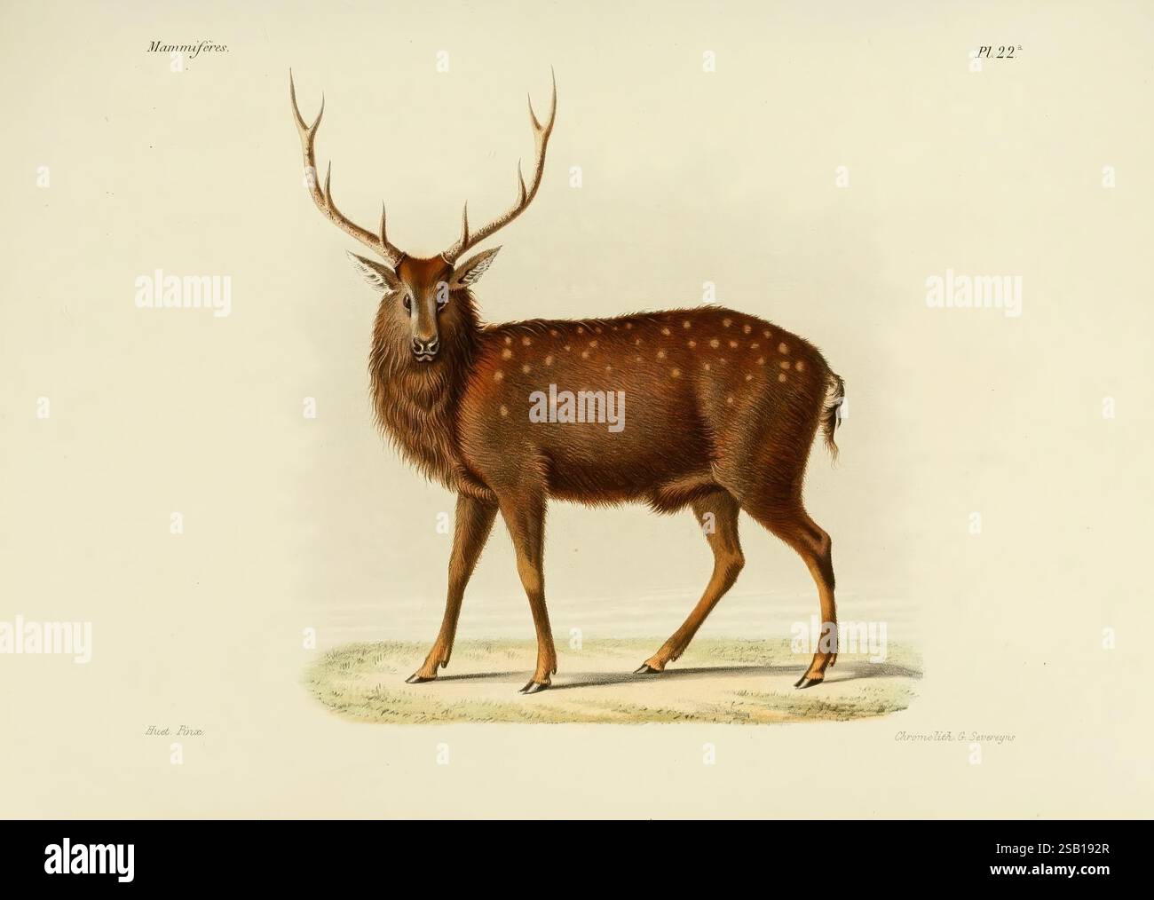 Mandarinus taxonomy hi-res stock photography and images - Alamy