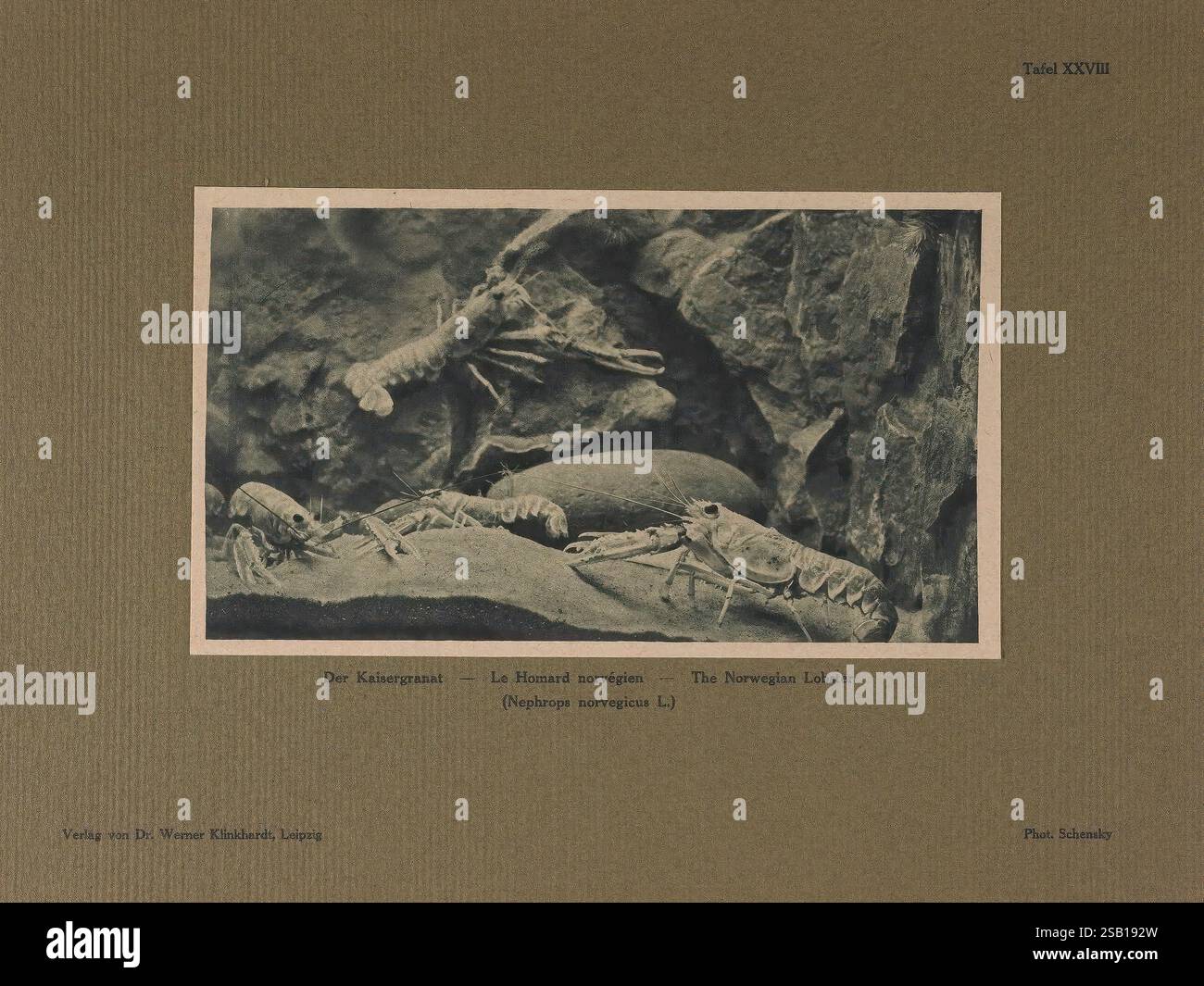 Nephropus norvegicus hi-res stock photography and images - Alamy