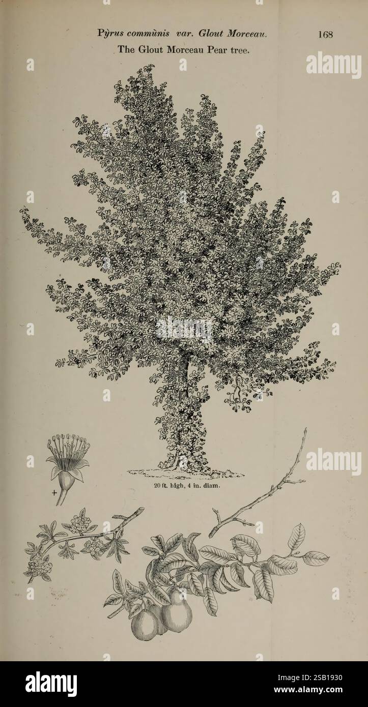 Arboretum et fruticetum britannicum London J.C. Loudon 1844 botany ...