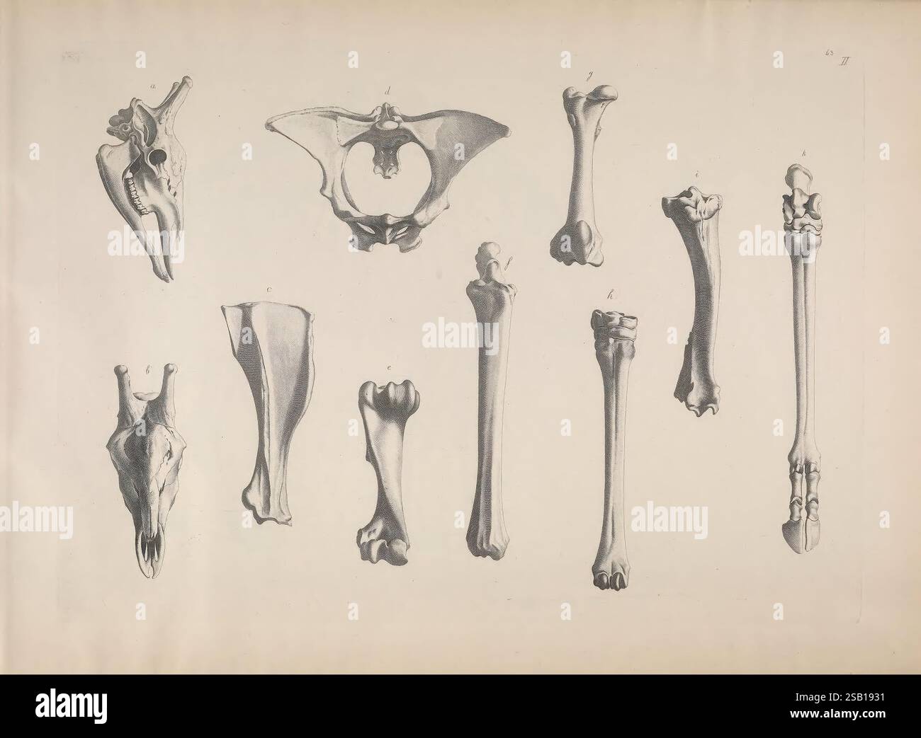 Die vergleichende Osteologie, Bonn, In Commission bei Eduard Weber ...