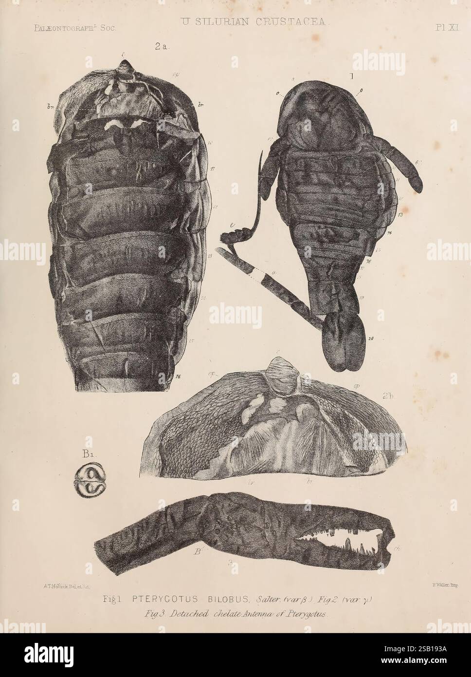 A, monograph, of, the, British, fossil, Crustacea, London, Printed, for ...