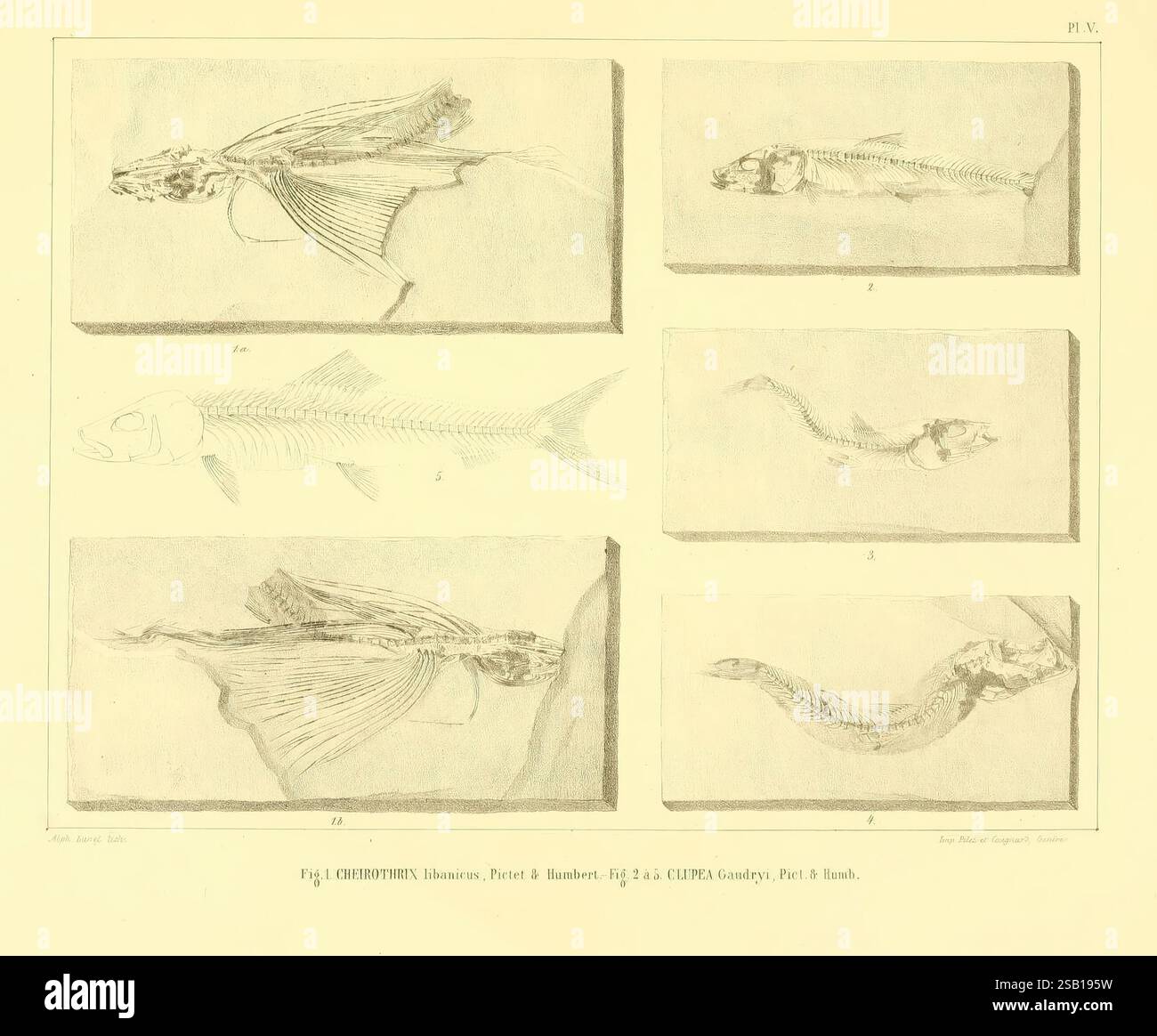 Nouvelles recherches sur les poissons fossiles du Mont Liban, Genève ...