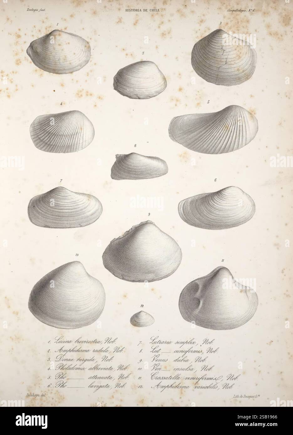 Detailed depictions of two distinct types of shells hi-res stock ...