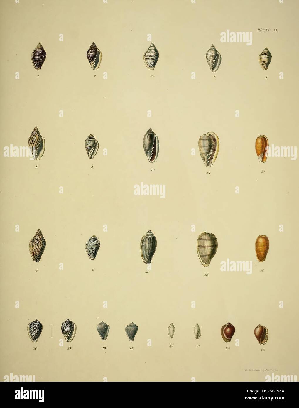 The zoology of the voyage of H.M.S. Sulphur, London, Smith, Elder, 1844 ...