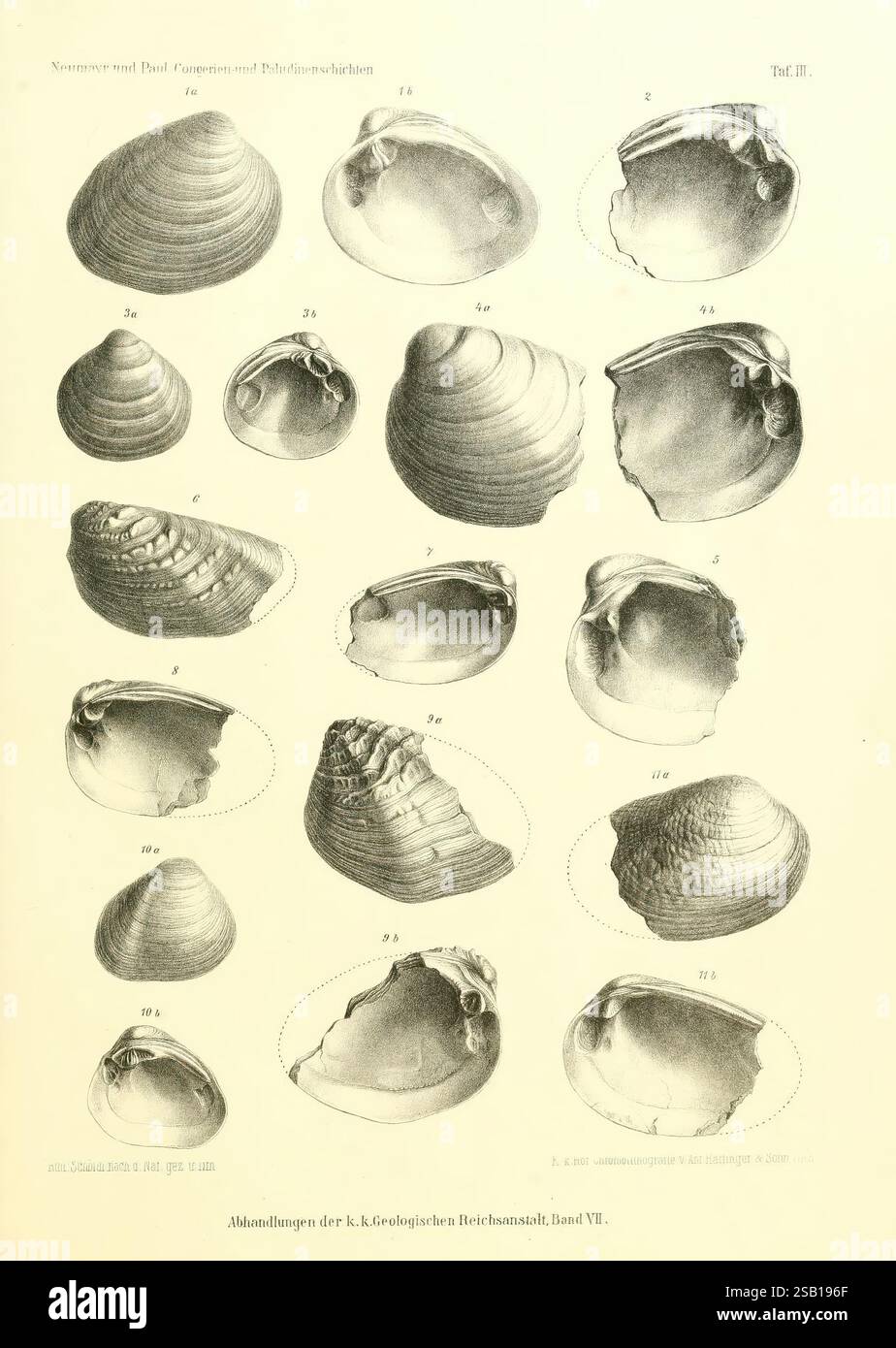 Presenting diverse shapes hi-res stock photography and images - Alamy