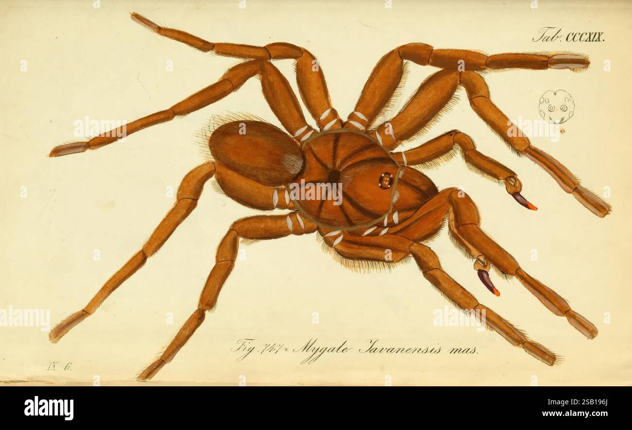 Spiders body exhibits hi-res stock photography and images - Alamy