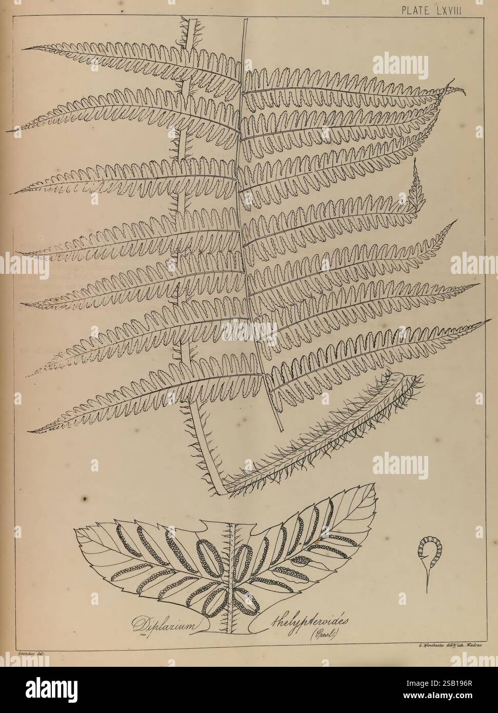 The ferns of British India, Madras, 1866, India, Pteridophyta,, The ...
