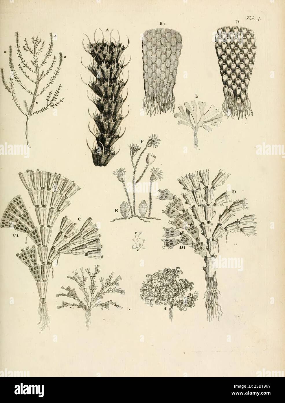 Textures depicts diverse plant forms hi-res stock photography and ...