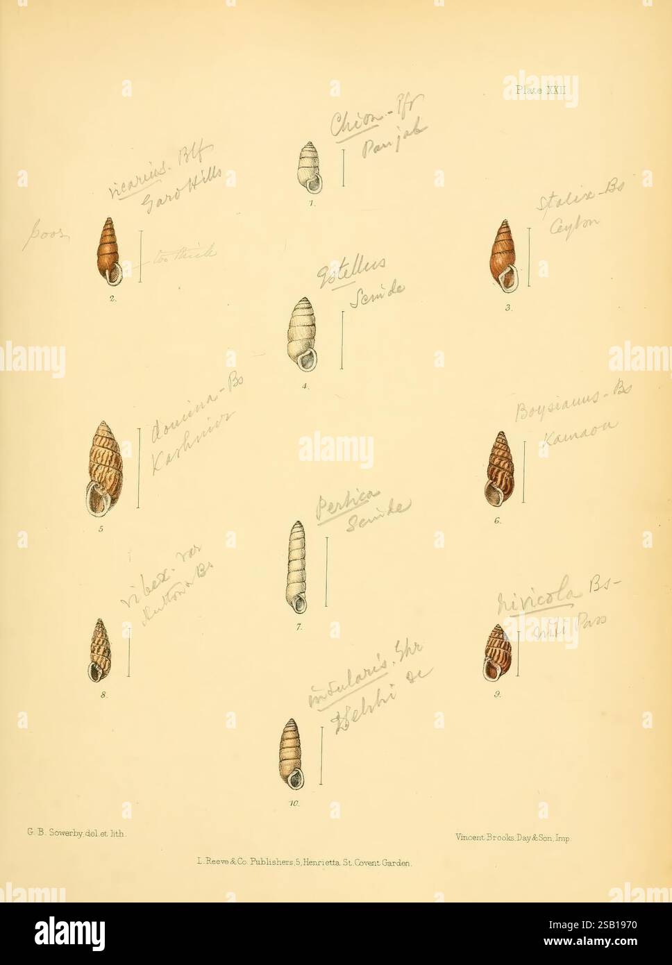 Top row features shells identified hi-res stock photography and images ...