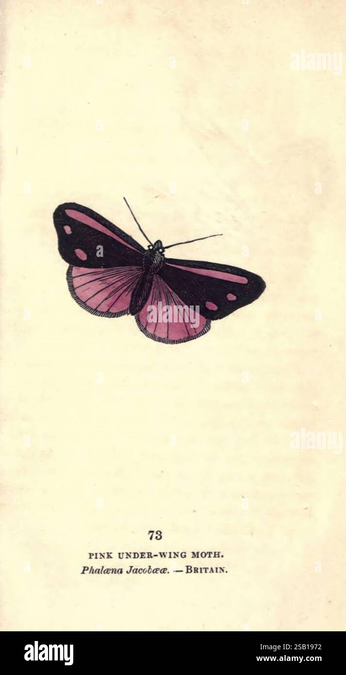 The book of butterflies, sphinxes and, London, Whittaker, 1832-34 ...