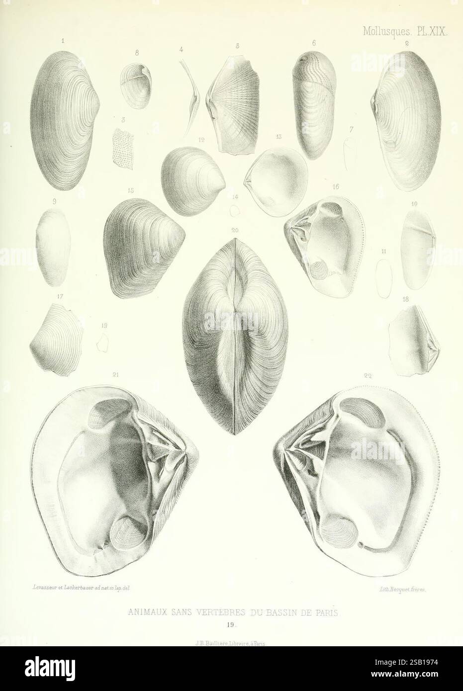 Description des animaux sans vertèbres découverts dans le bassin de ...