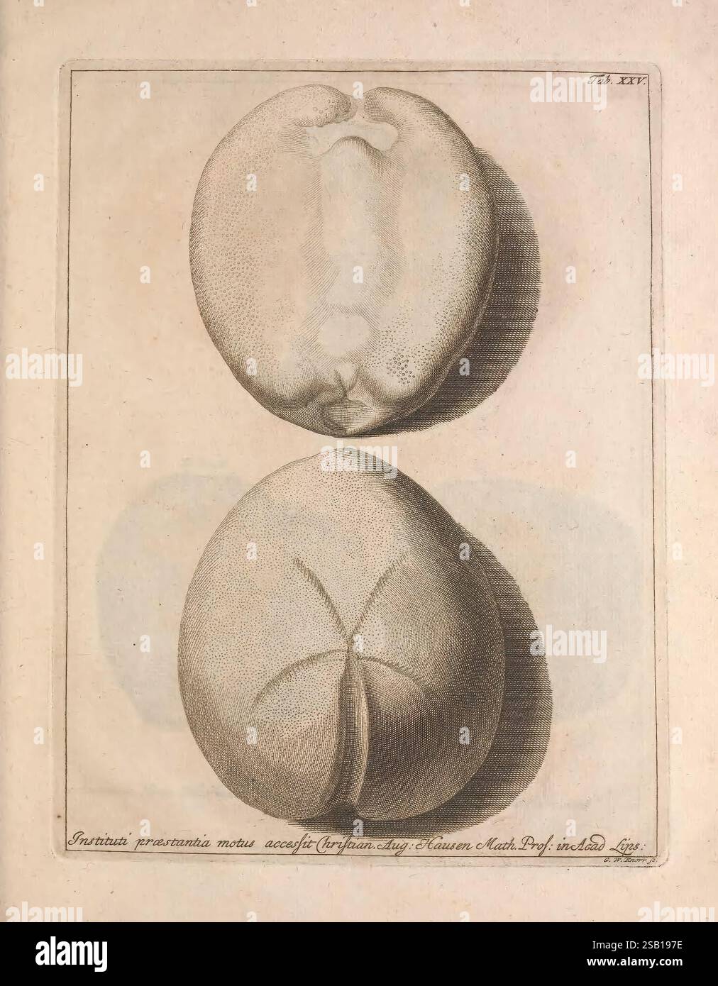 Rounded marine organism hi-res stock photography and images - Alamy