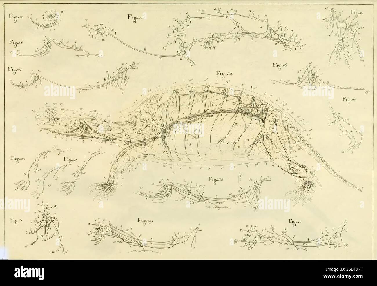 Anatome testudinis Europaeae, Vilnae, Impensis auctoris, typis Josephi ...