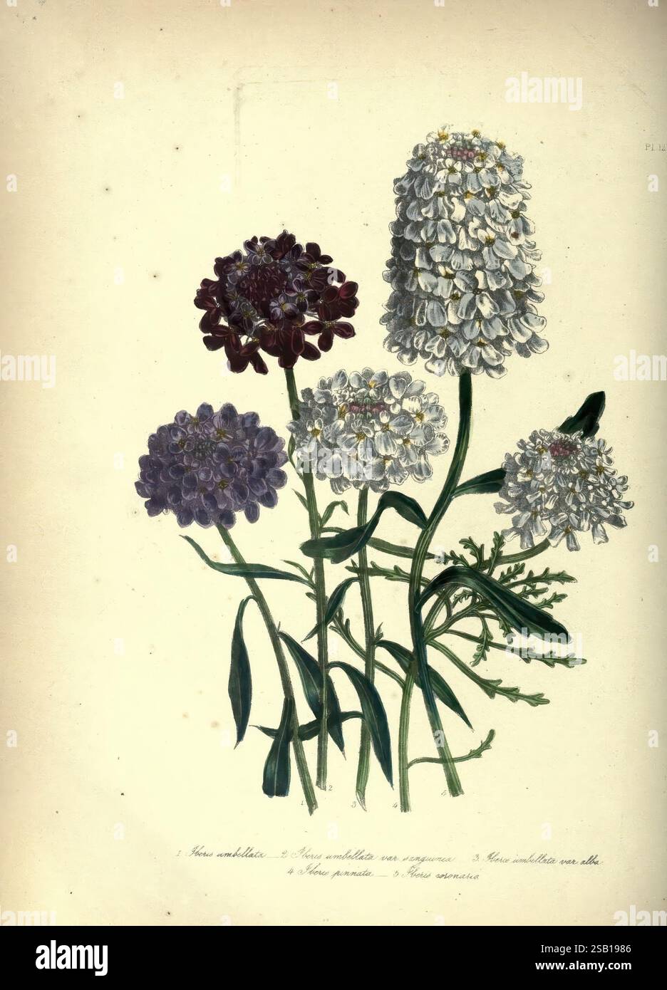 The Ladies' Flower-Garden of Ornamental Annuals London, W. S. Orr & Co ...