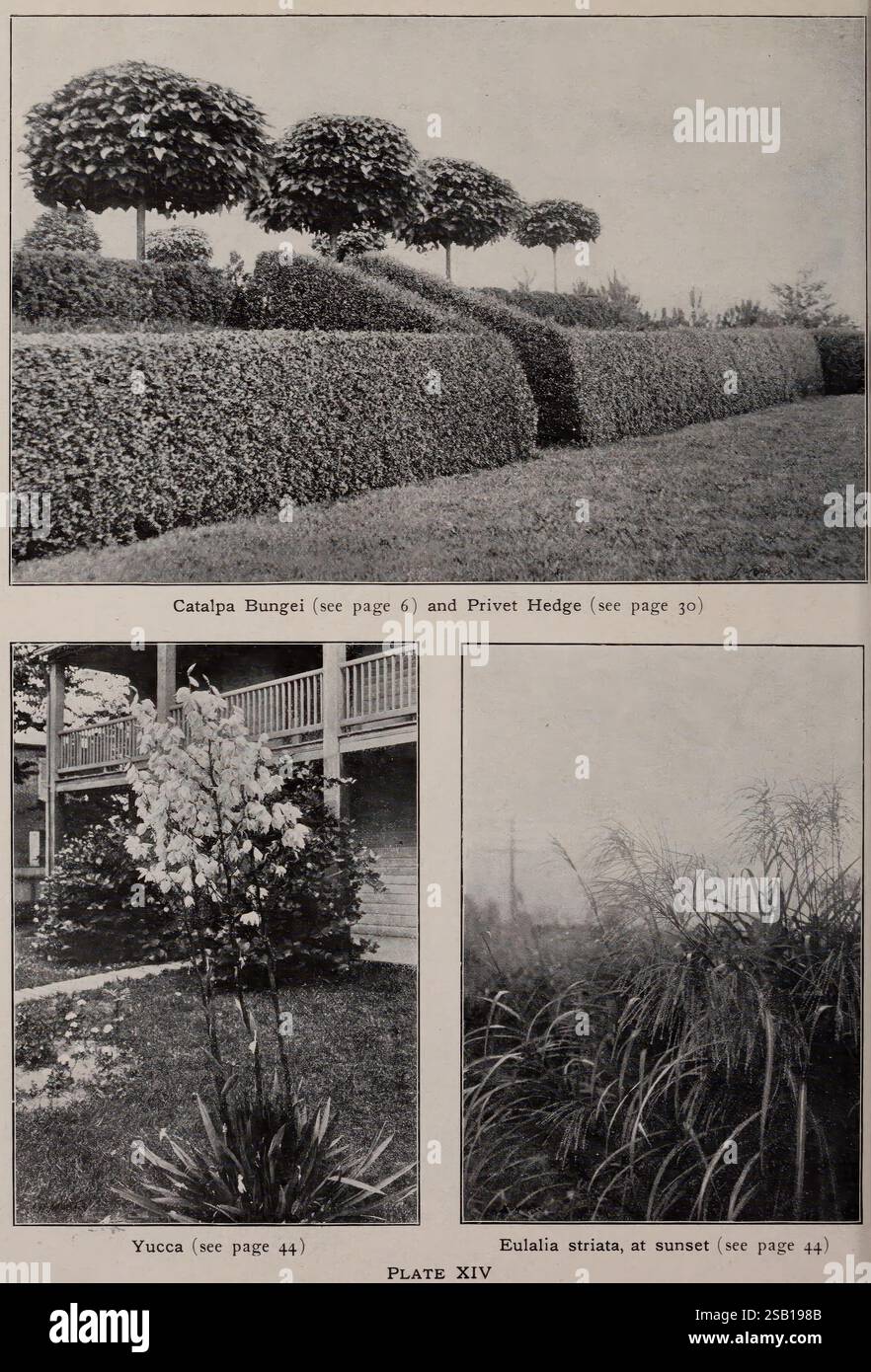 Two round topiary trees hi-res stock photography and images - Alamy