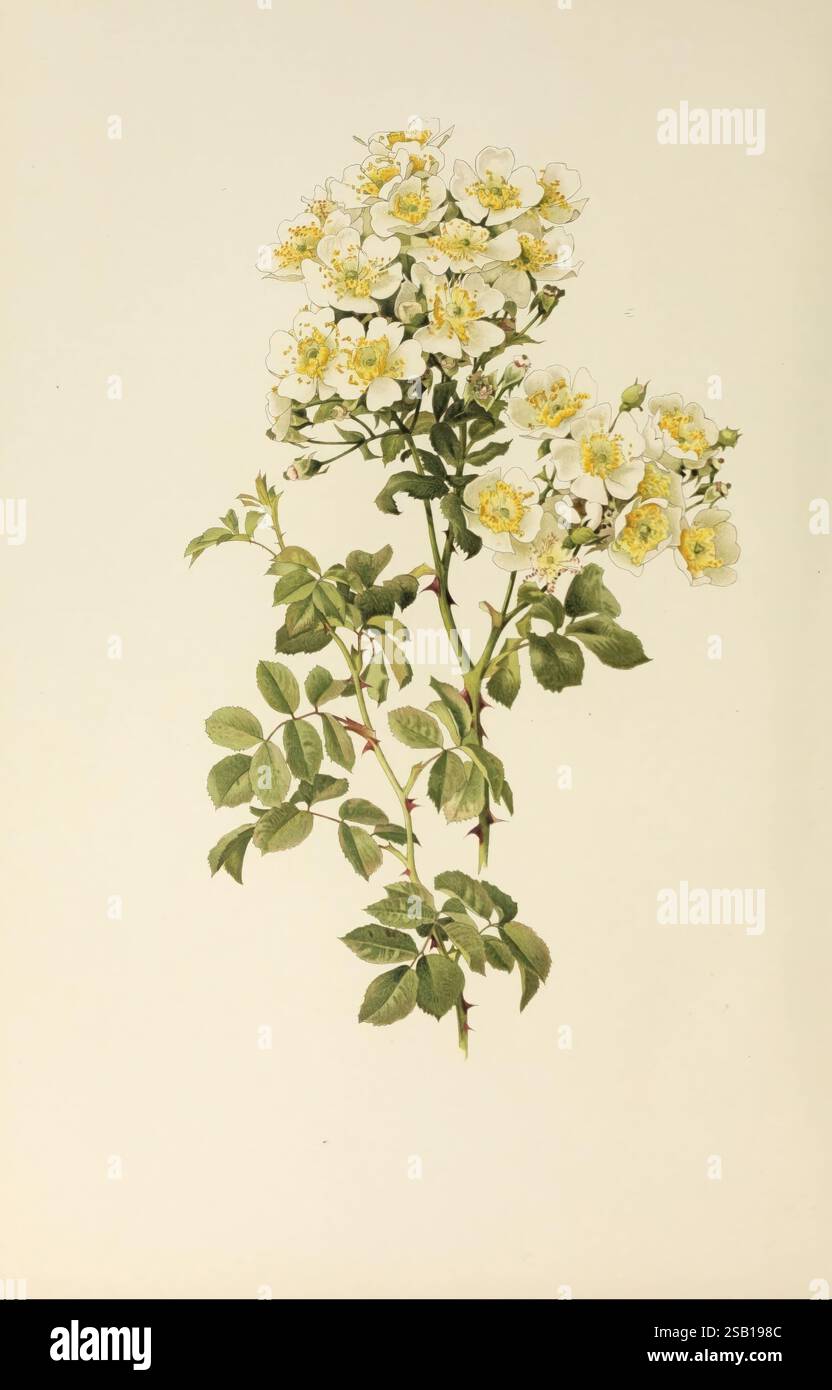 1910 alfred parsons hi-res stock photography and images - Alamy