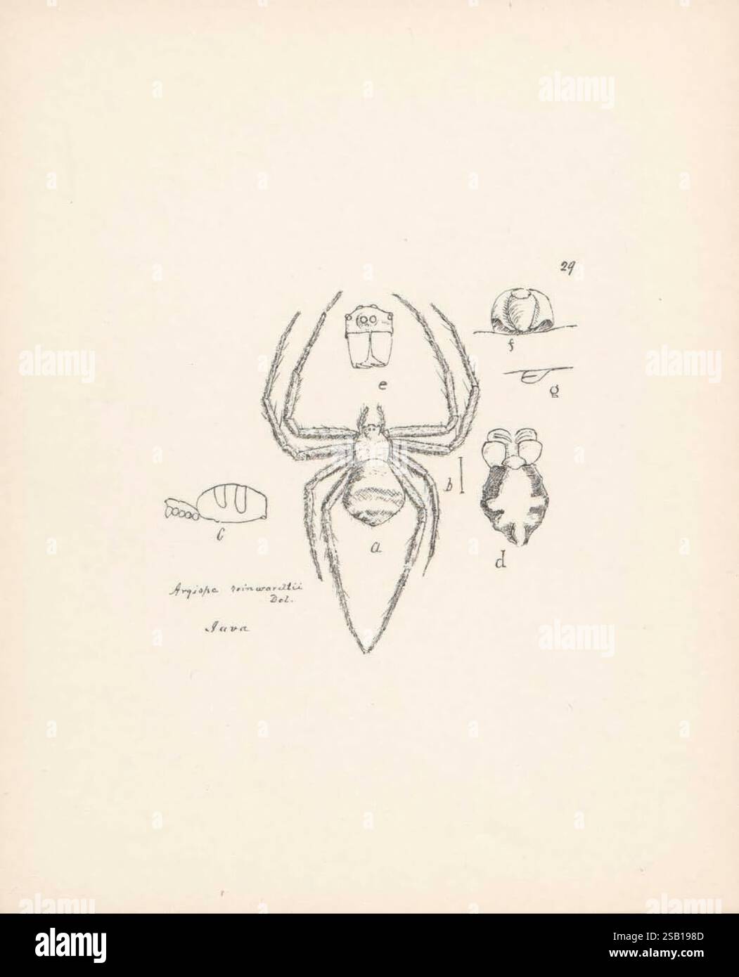 Malaysian spiders, Belfast, T. Workman, 1896-1900, Malaysia, pictorial ...