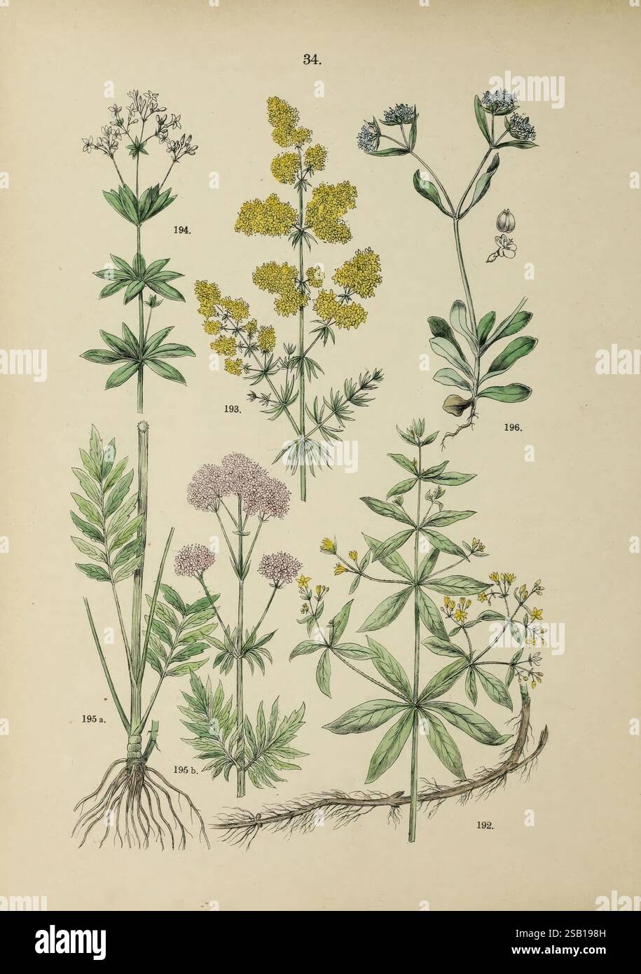 Six different plant species hi-res stock photography and images - Alamy