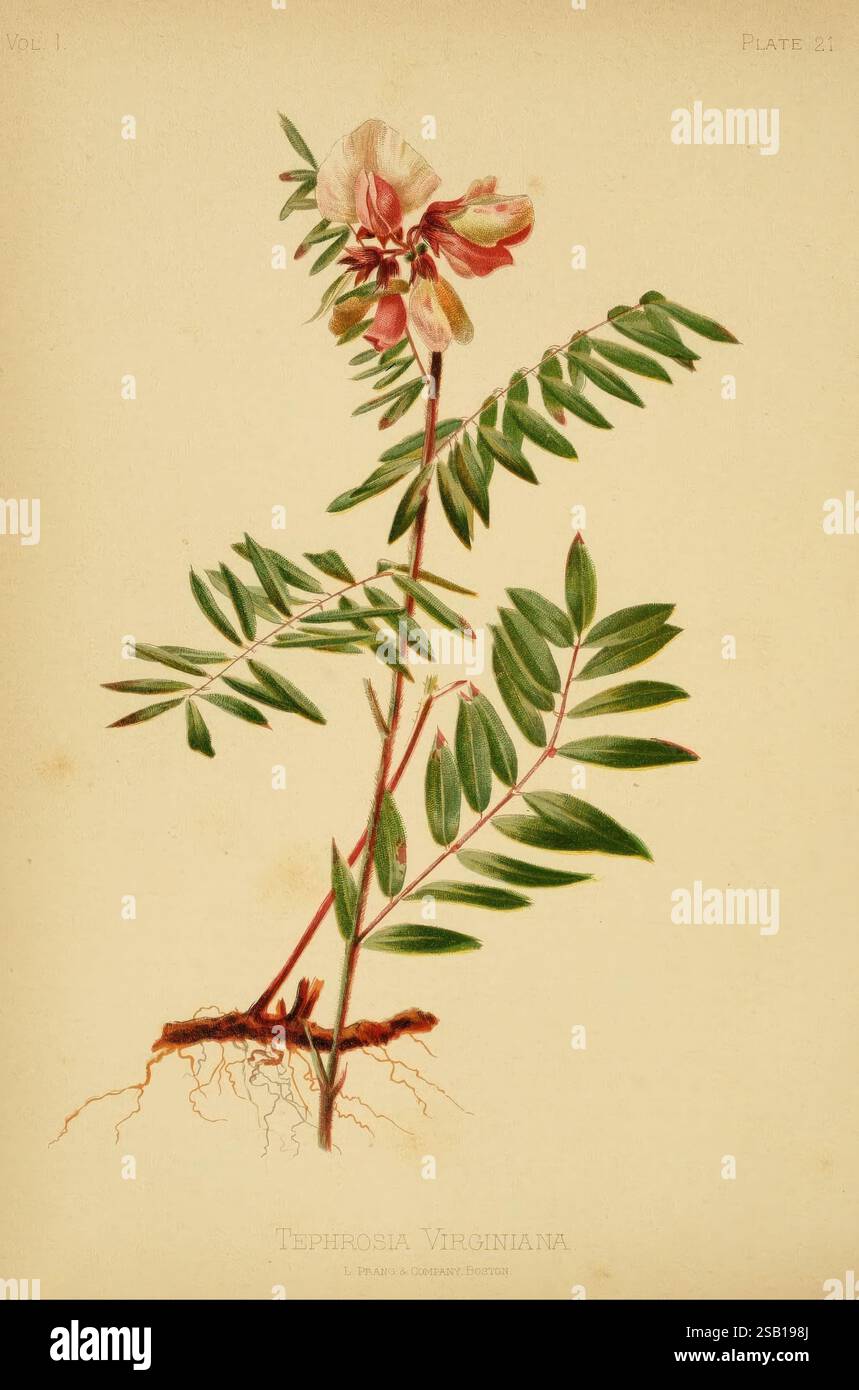 The, native, flowers, and, ferns, of, the, United States, in, their ...