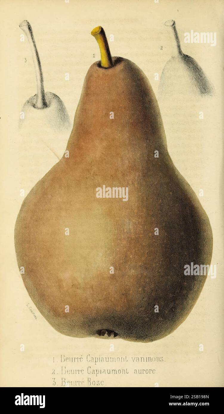 Pears rich coloration hi-res stock photography and images - Alamy