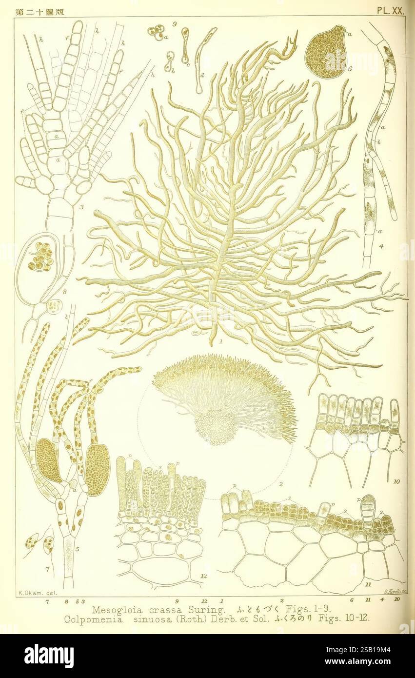 Icons of Japanese Algae, Tokyo, Kazamashobo 1907-1942, Algae, Botany ...