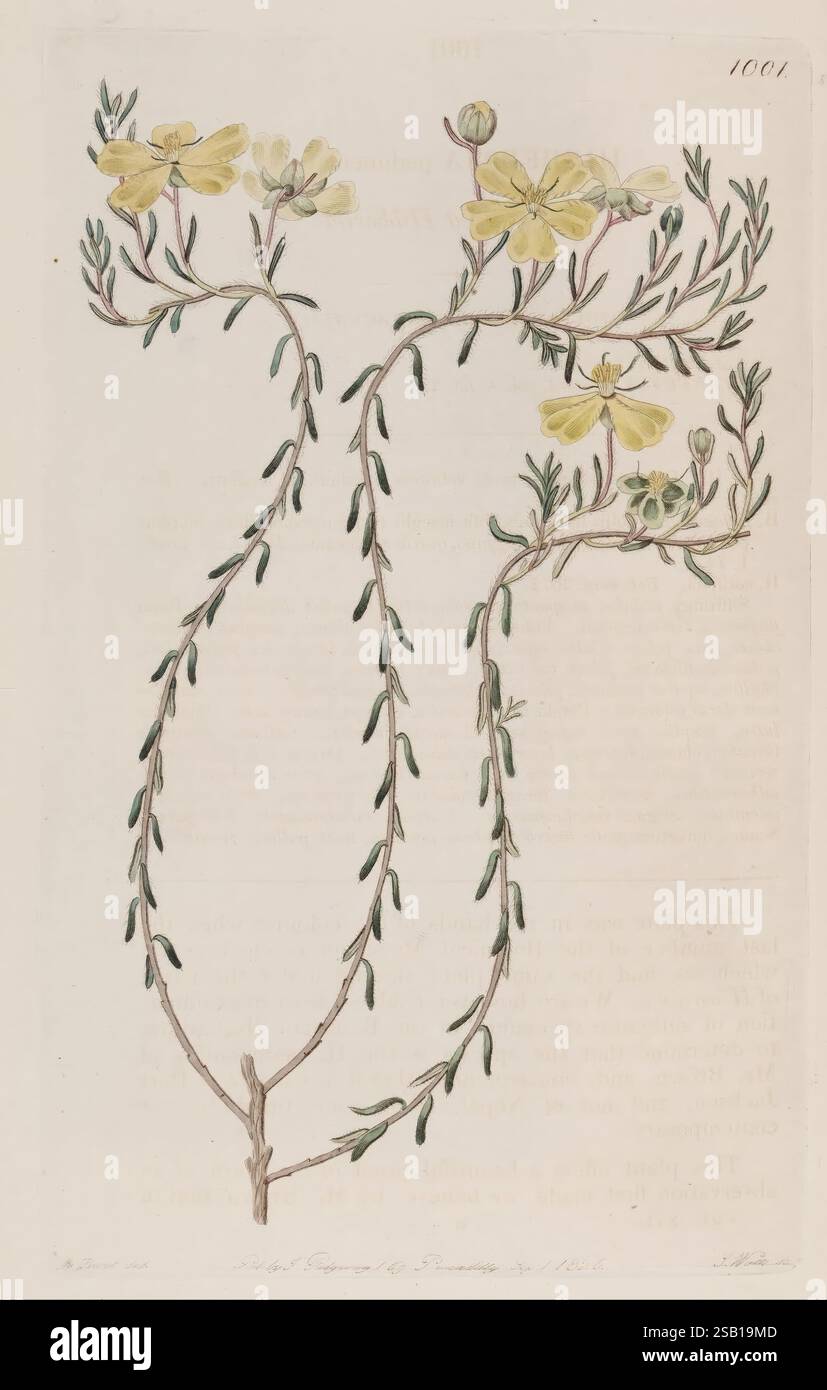 The Botanical Register London Printed for James Ridgway 1815-1828 1815 ...