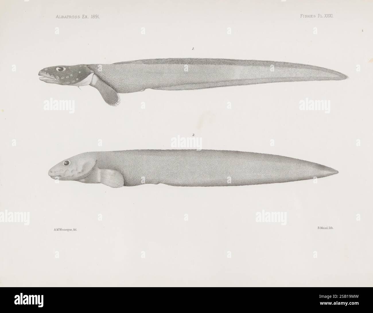 Memoirs of the Museum of Comparative Zoology, at Harvard College ...