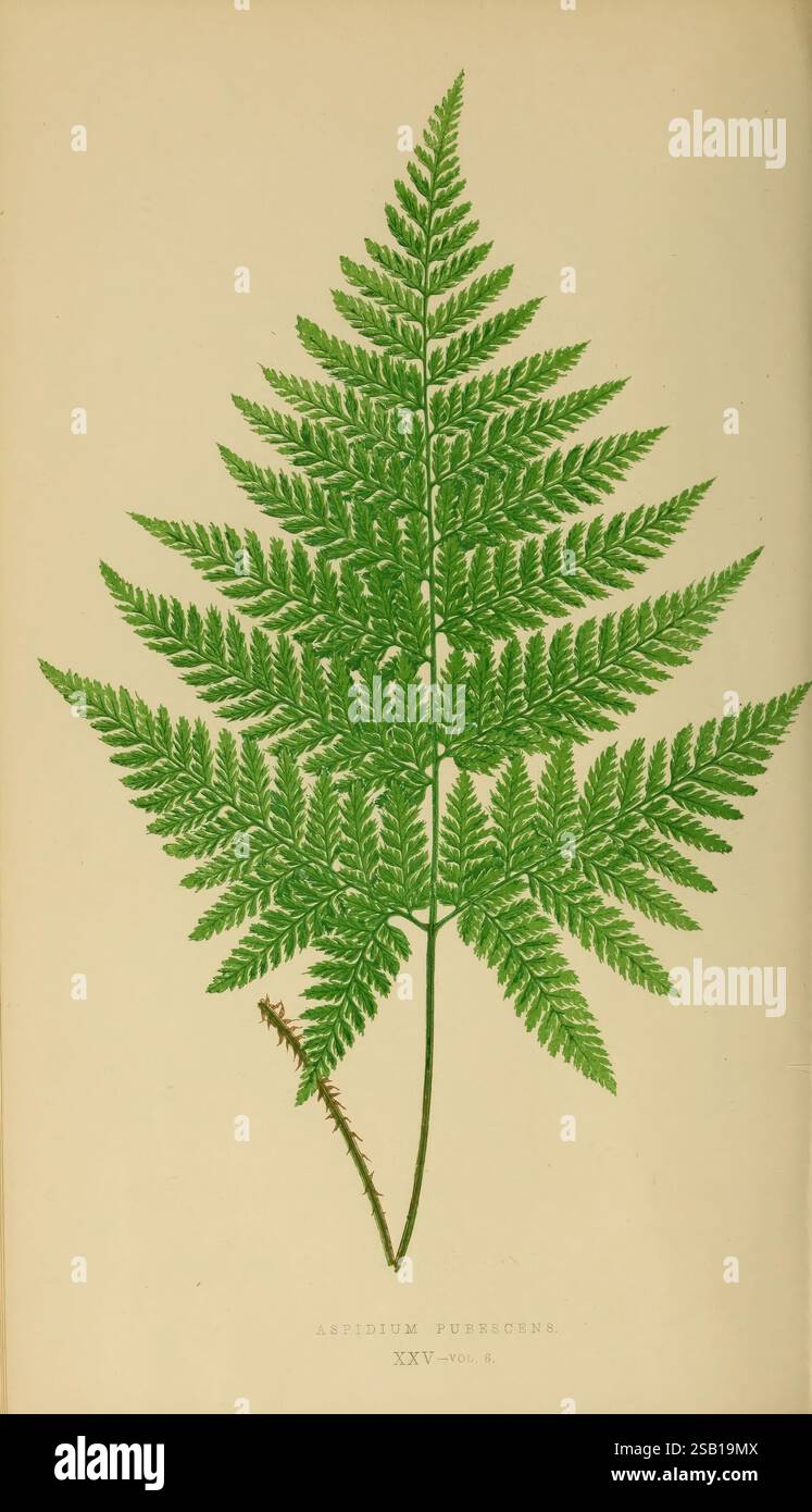 Aspidium pubescens hi-res stock photography and images - Alamy