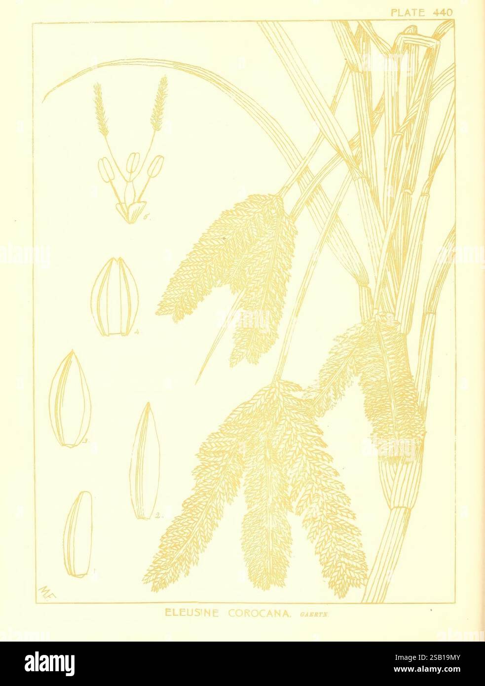 Natal plants Durban, Bennett & Davis, 1899 (i.e. 1898)-1912, botany ...