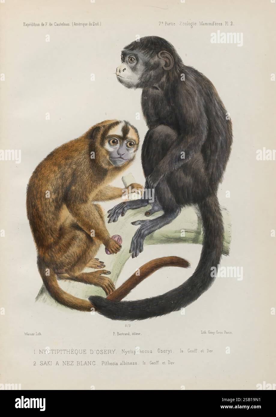 Prominent saki monkey displays hi-res stock photography and images - Alamy