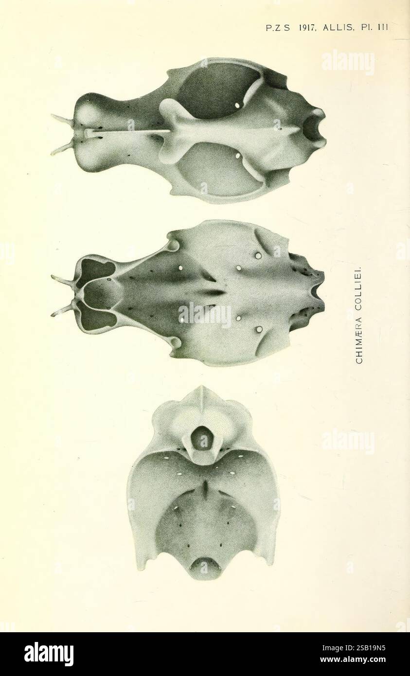 Chimaera species hi-res stock photography and images - Alamy