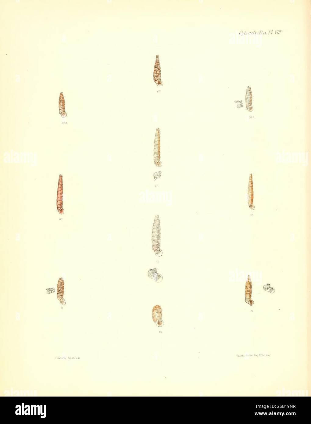 Conchologia Iconica, or Illustrations of the Shells of Molluscous ...