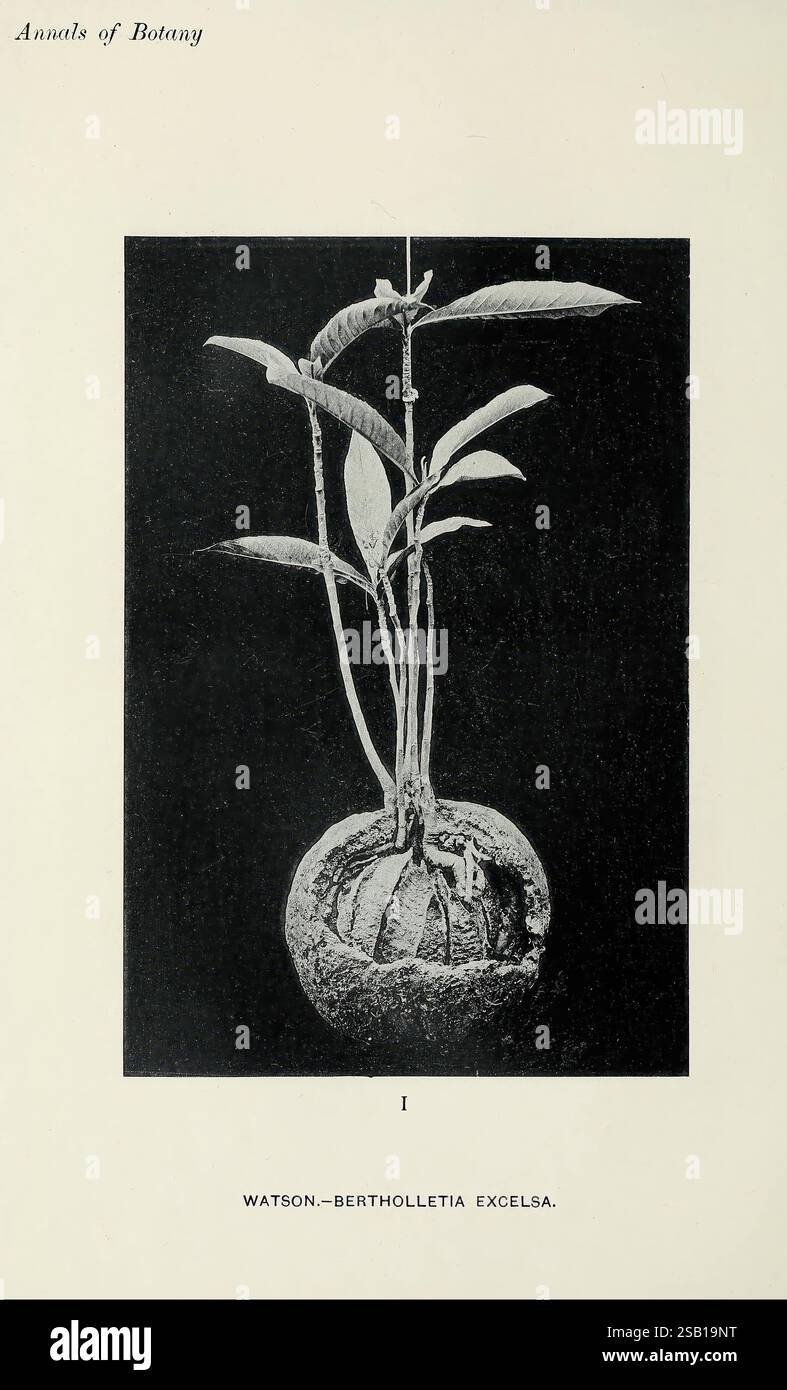 Annals, of, Botany, London, botany, periodicals, plants, A botanical ...