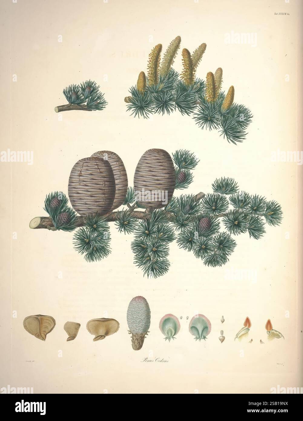 Displaying distinct sizes hi-res stock photography and images - Alamy