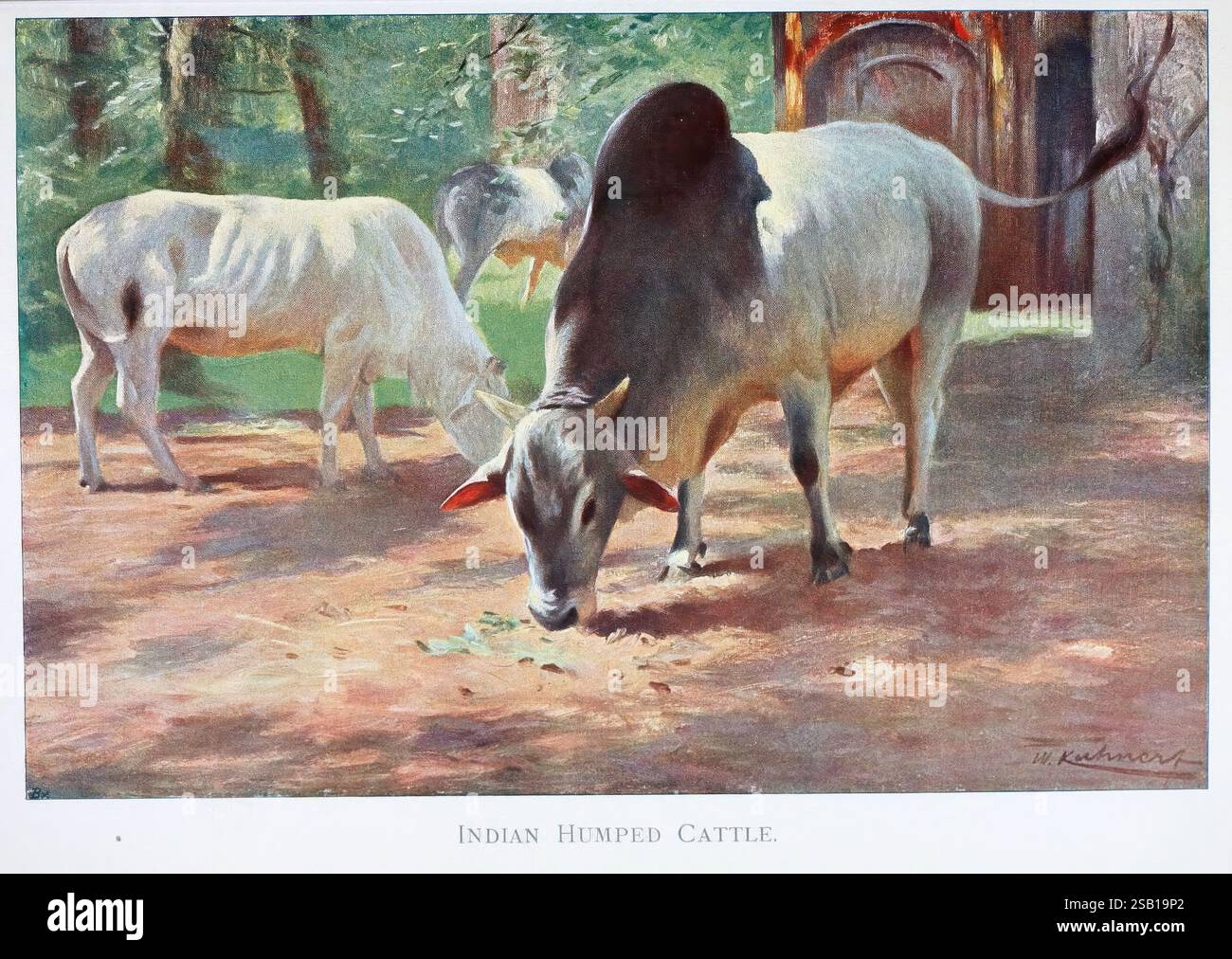 Two additional cattle hi-res stock photography and images - Alamy