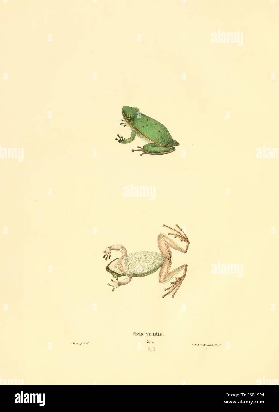 Lower frog exhibits hi-res stock photography and images - Alamy