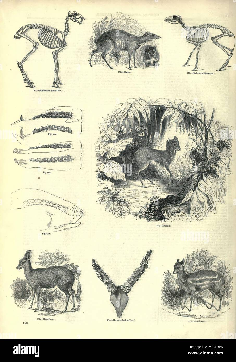 Diverse anatomies hi-res stock photography and images - Alamy