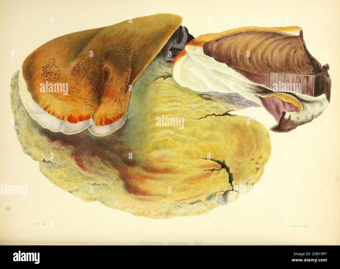 Illustrations of British mycology, London, Reeve, Benham and Reeve ...