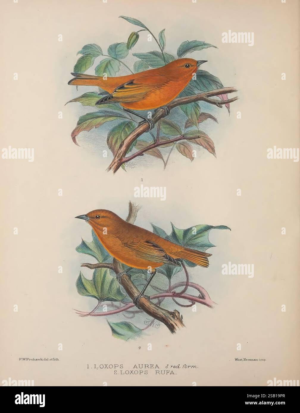 Ochraceus taxonomy hi-res stock photography and images - Alamy