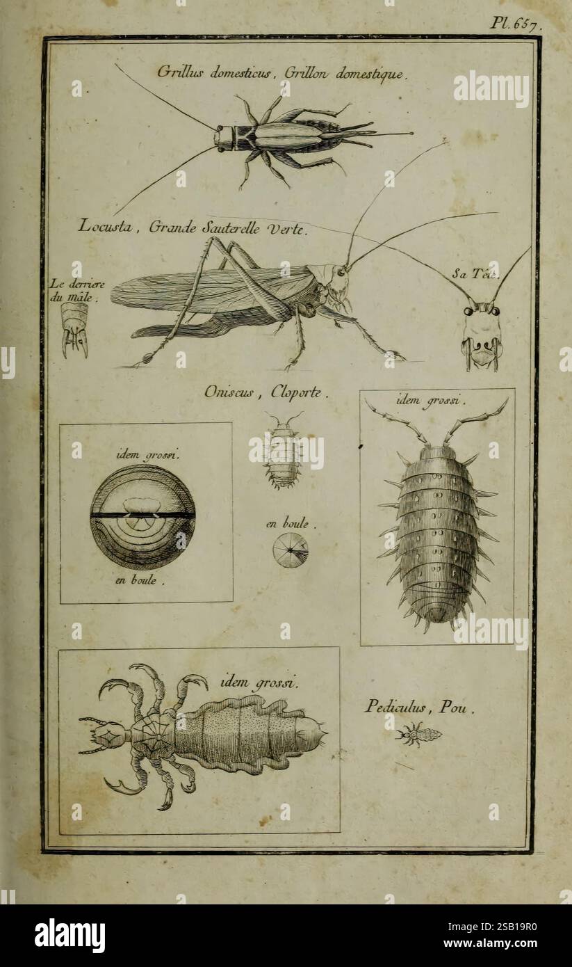 Pillbug labeled hi-res stock photography and images - Alamy