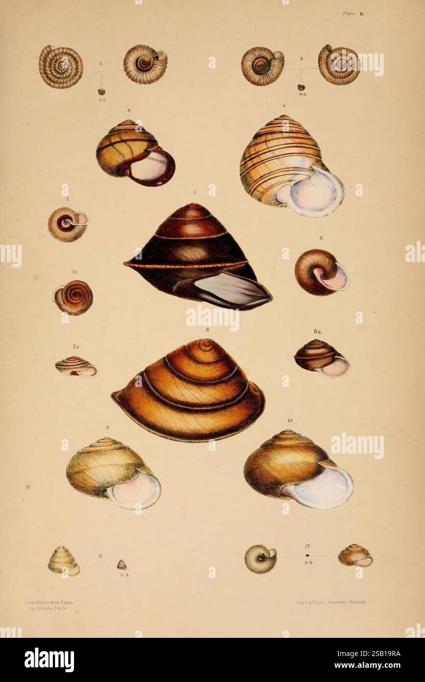 Pommerhelix duralensis hi-res stock photography and images - Alamy