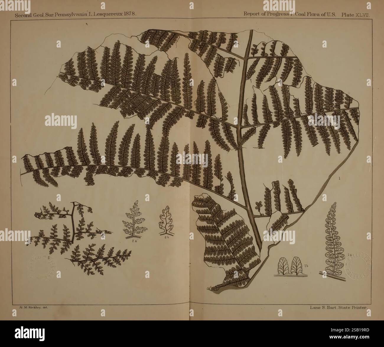 Detailed fern specimens hi-res stock photography and images - Alamy