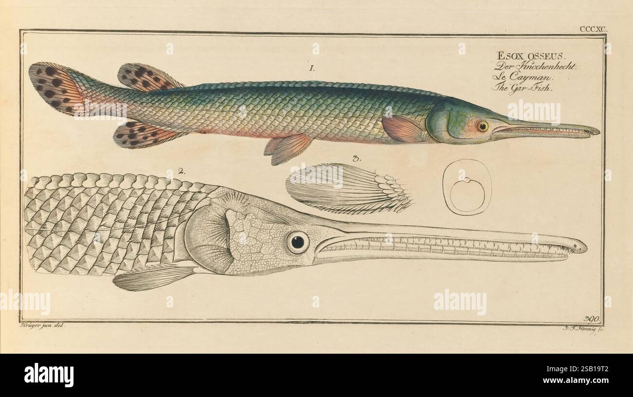 Gars scales hi-res stock photography and images - Alamy