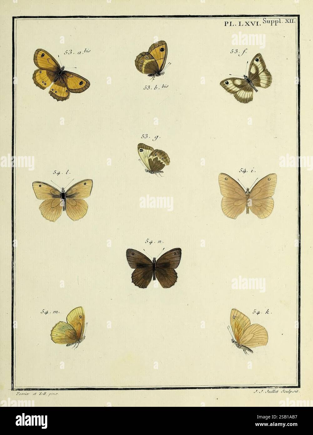 Nine butterflies arranged hi-res stock photography and images - Alamy