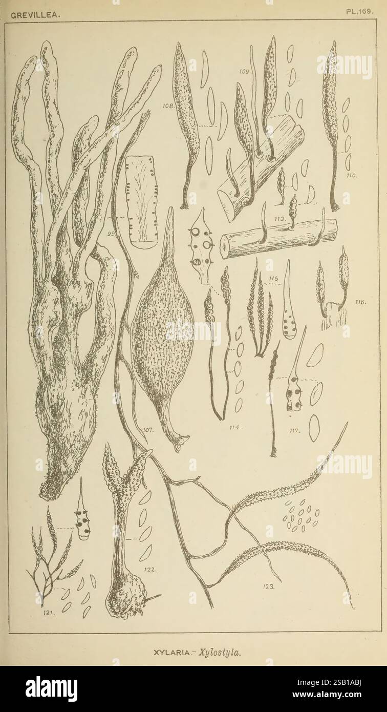 Labeled element showcases unique morphological characteristics hi-res ...