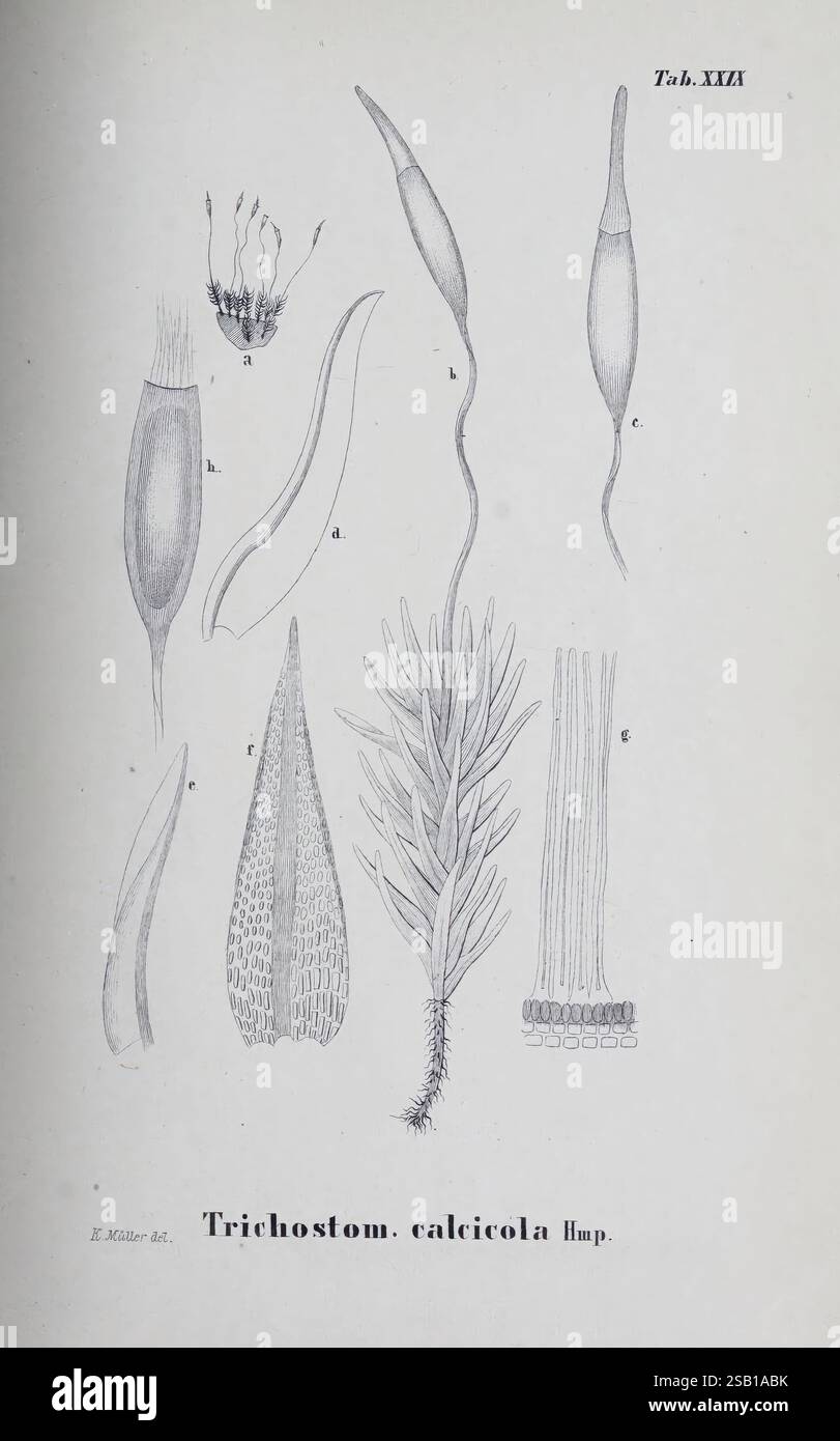 Icones Muscorum Novorum Vel Minus Cognitorum Bonnae, Henry & Cohen 1844 ...