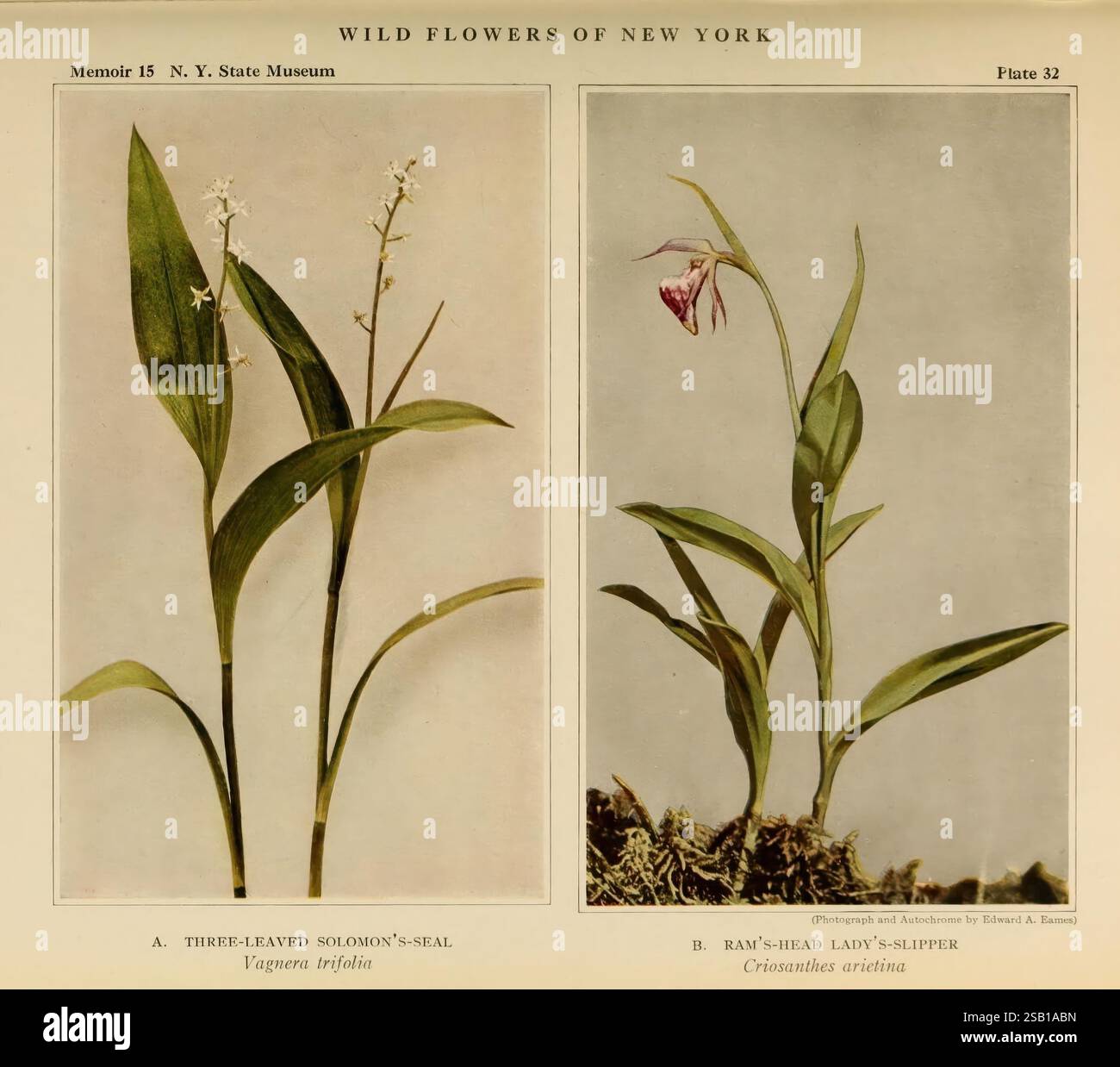 Vagnera trifolia hi-res stock photography and images - Alamy