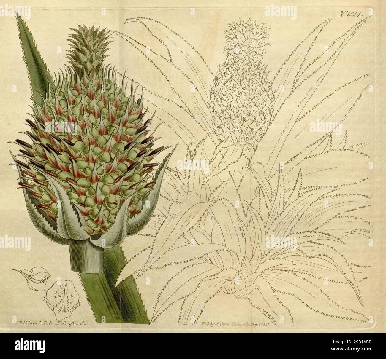 Ananas comosus taxonomy hi-res stock photography and images - Alamy