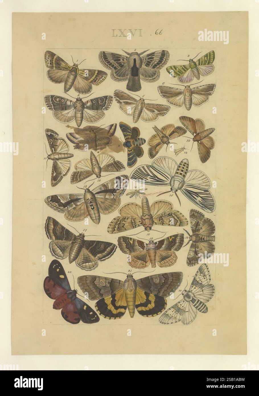 Lepidoptera, manuscript, between 1873-1883?, lepidoptera, life cycles ...